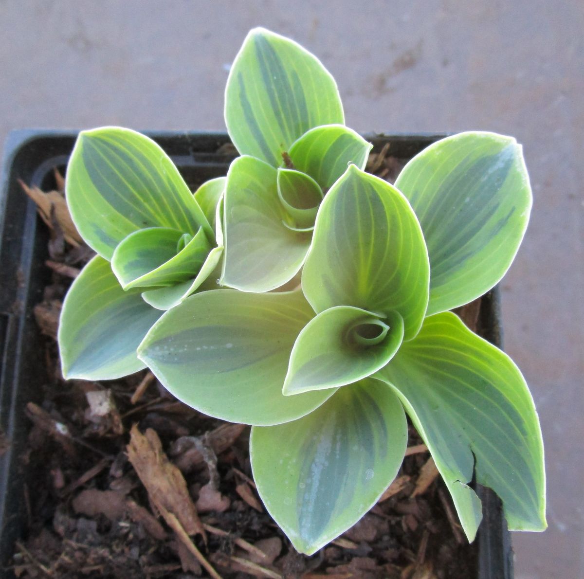 Hosta 'Mighty Mouse'